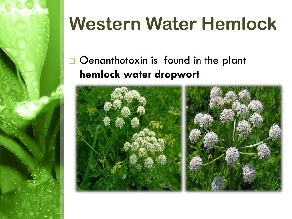 PPT - Plant toxins John Carlo Macuja Jackielyn Ocbina III-BSCT ...