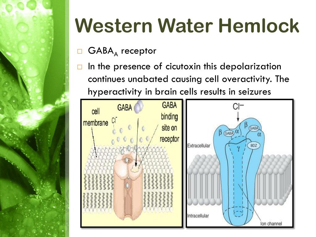 PPT - Plant toxins John Carlo Macuja Jackielyn Ocbina III-BSCT ...