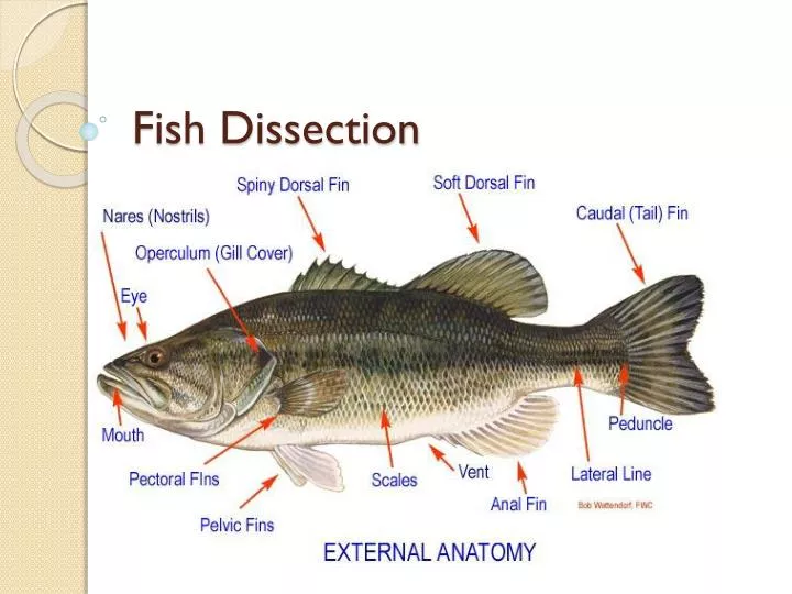 PPT Fish Dissection PowerPoint Presentation Free Download ID 2212525 PPT Fish Dissection PowerPoint Presentation Free Download ID 2212525