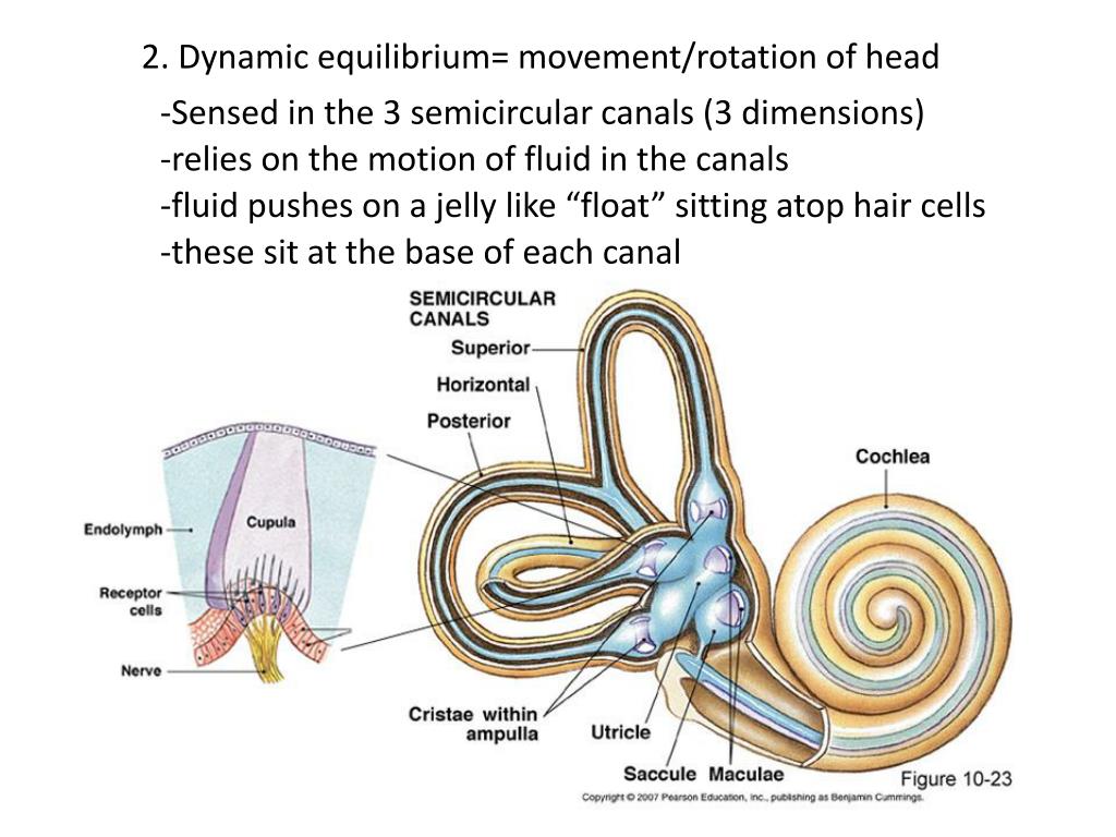 Ppt The Ears Hearing And Balance Powerpoint Presentation Free