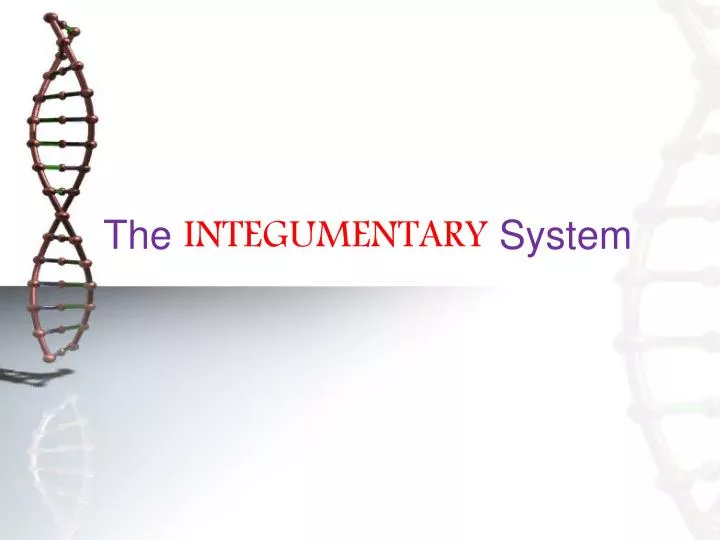 PPT - The INTEGUMENTARY System PowerPoint Presentation, free download ...