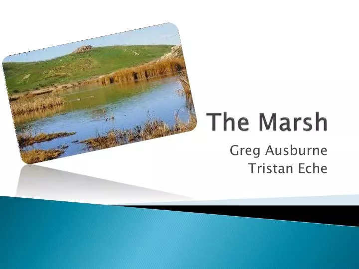 PPT - The Marsh PowerPoint Presentation, free download - ID:2213390
