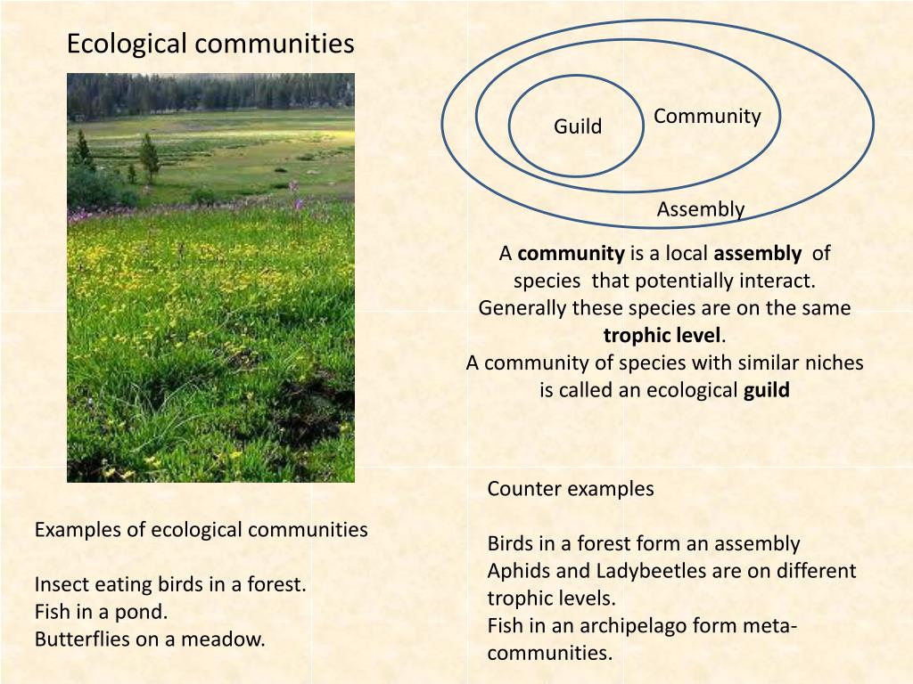 Community Examples Ecology Community Examples Ecology