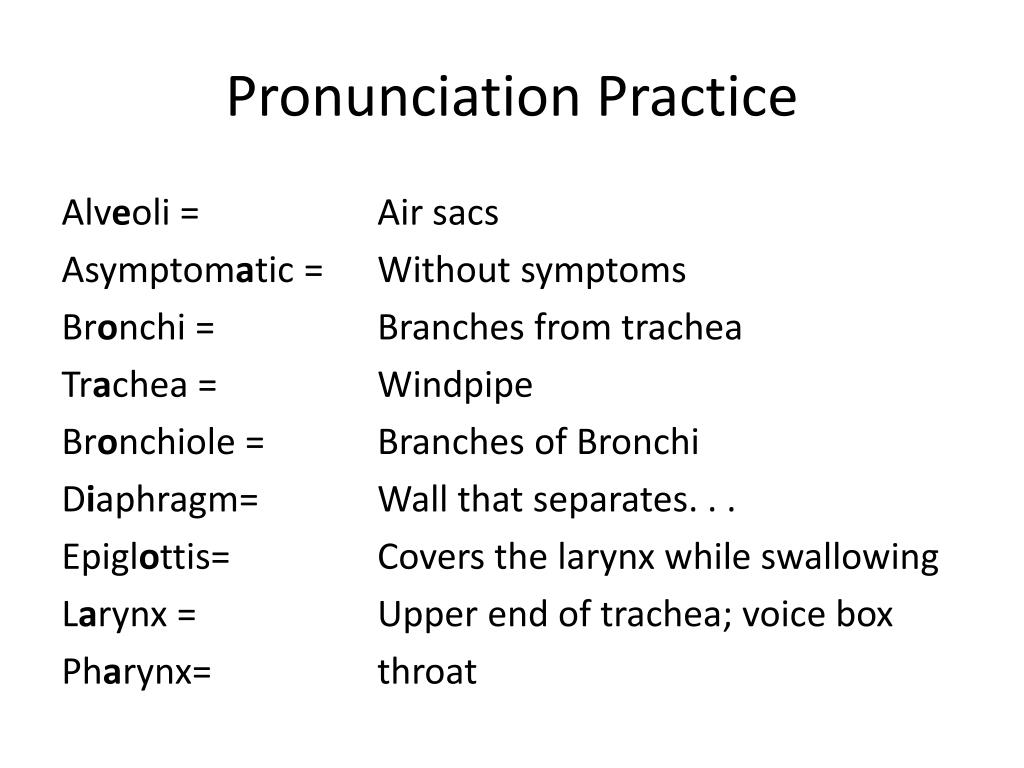PPT - Respiratory System Overview: Practice Pronunciation and ...