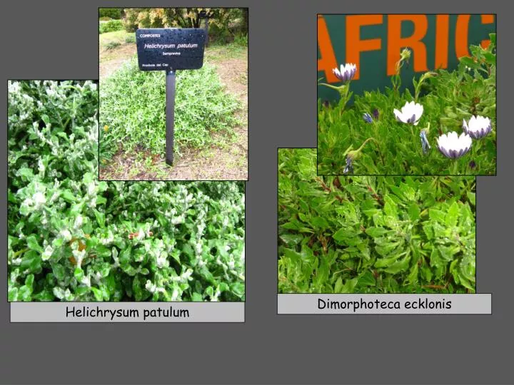 PPT - Helichrysum patulum PowerPoint Presentation, free download - ID ...