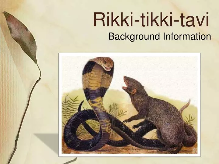 PPT - Rikki-tikki-tavi PowerPoint Presentation, free download - ID:2214371