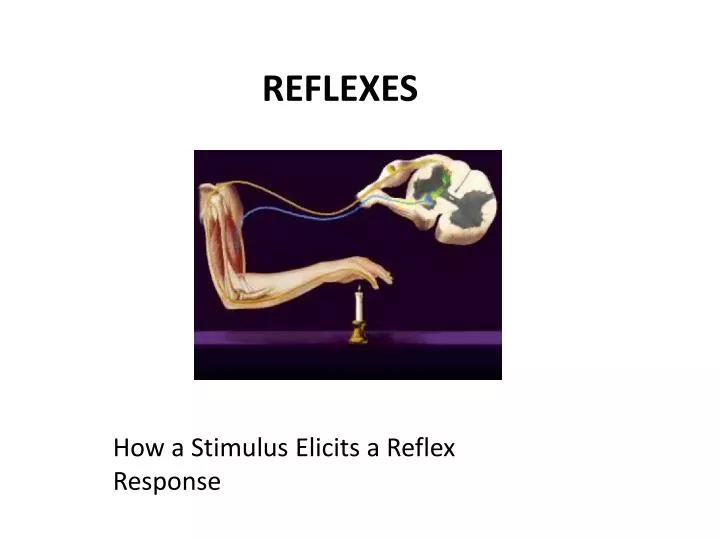PPT - How a Stimulus Elicits a Reflex Response PowerPoint Presentation ...
