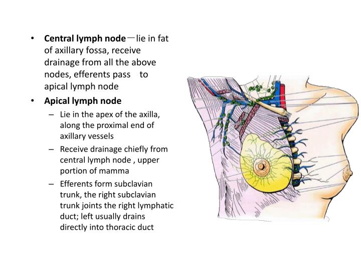 PPT - Blood Supply of the Upper Limb PowerPoint Presentation - ID:2214537