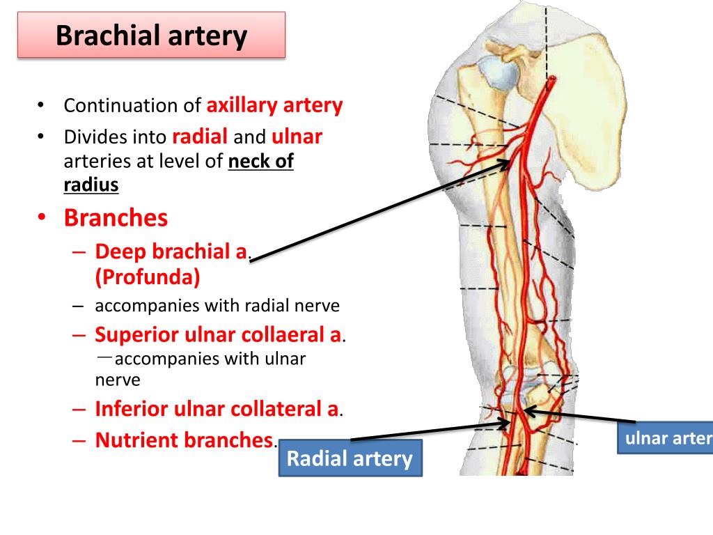 PPT - Blood Supply of the Upper Limb PowerPoint Presentation, free ...