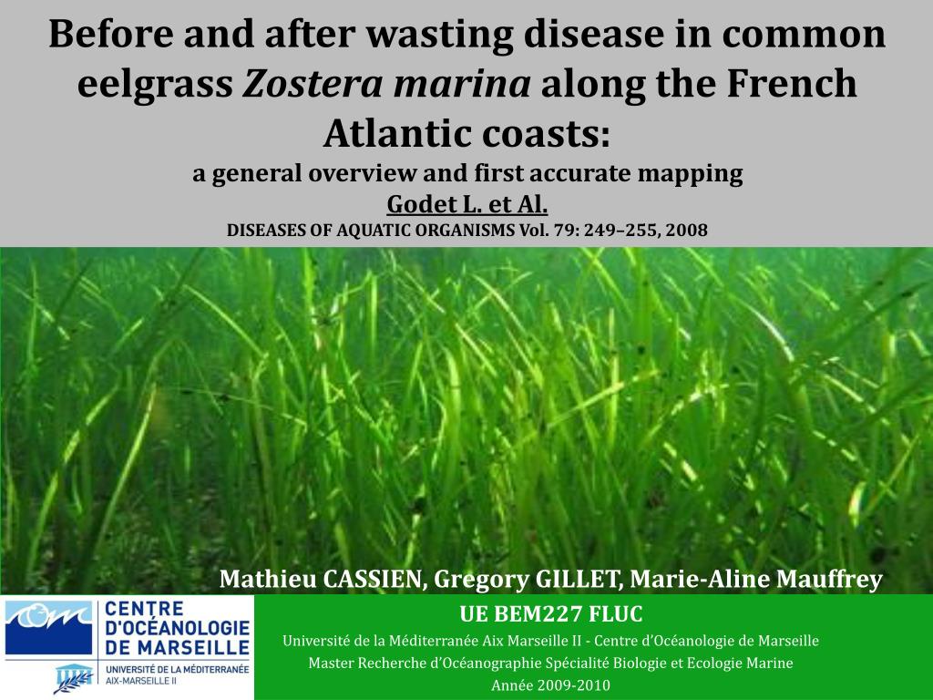 PPT - Mathieu CASSIEN, Gregory GILLET, Marie-Aline Mauffrey UE BEM227 ...