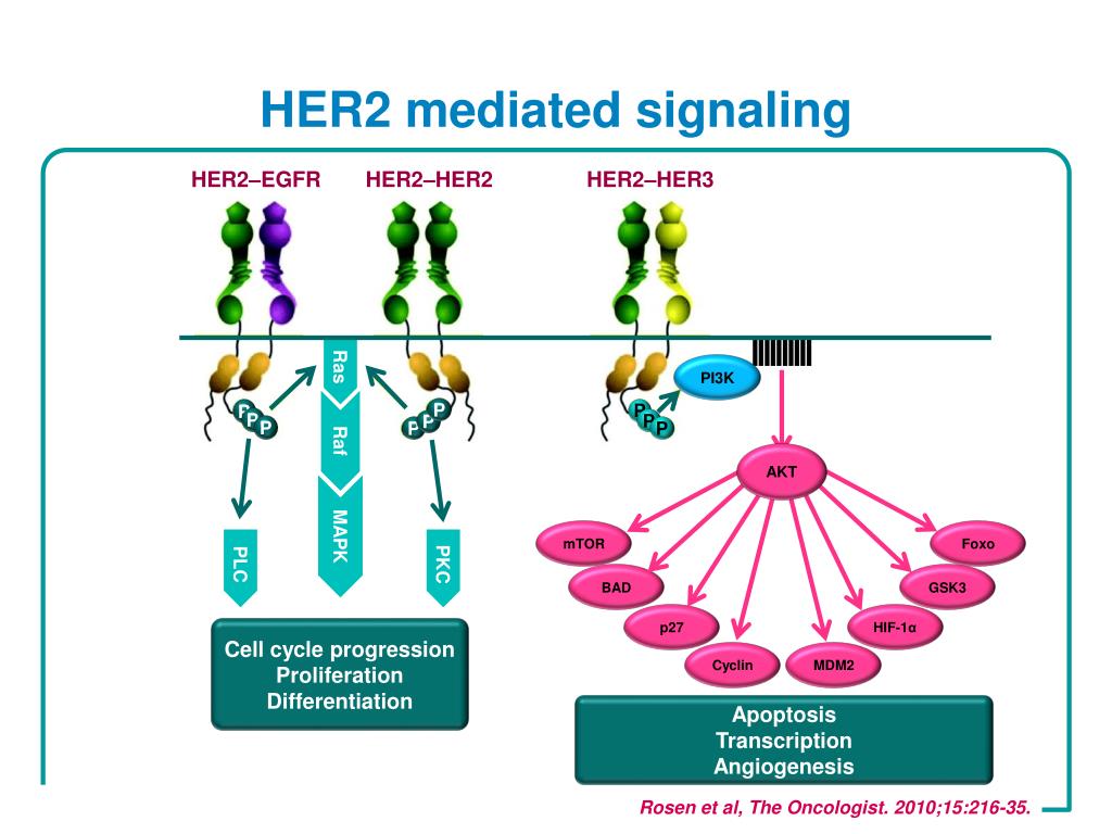PPT - First line therapeutic options for HER2 positive metastatic ...