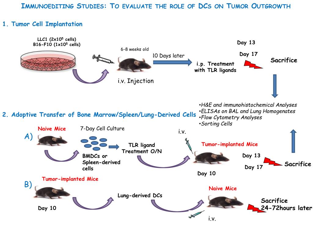 PPT - Role of Dendritic Cells in a Mouse Model of Lung Carcinoma ...