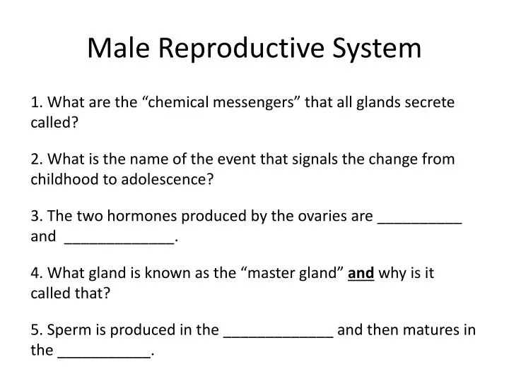 PPT - Male Reproductive System PowerPoint Presentation, free download ...