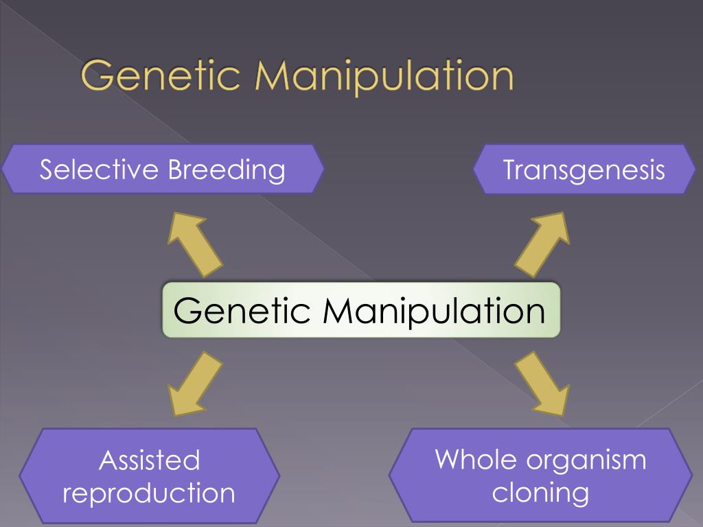 PPT - Bio 3.7 Human Manipulation Of Genetic Transfer PowerPoint ...