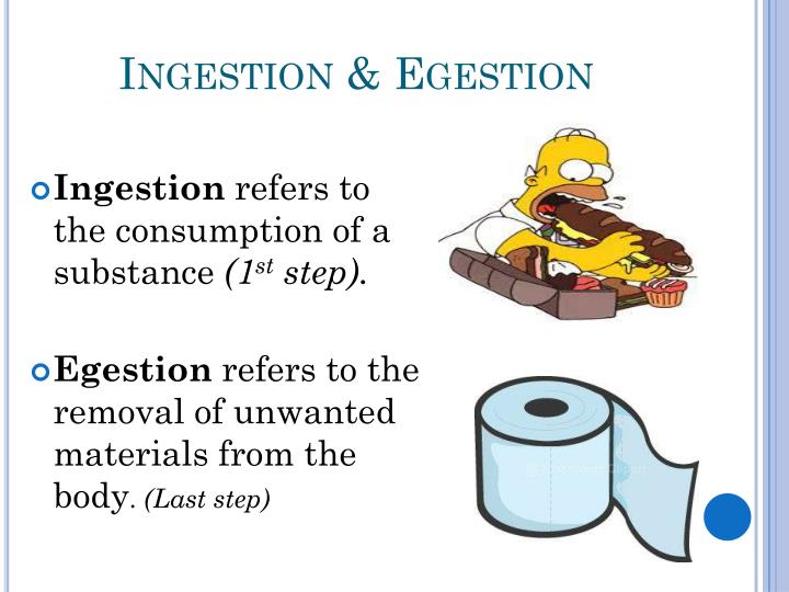PPT - 3.2 Organs and Organ Systems PowerPoint Presentation - ID:2215648
