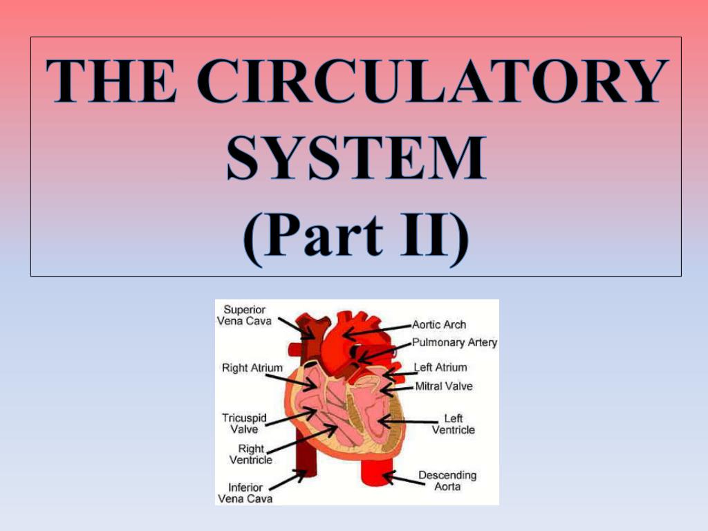 Ppt Chapter 12 Circulatory System Powerpoint