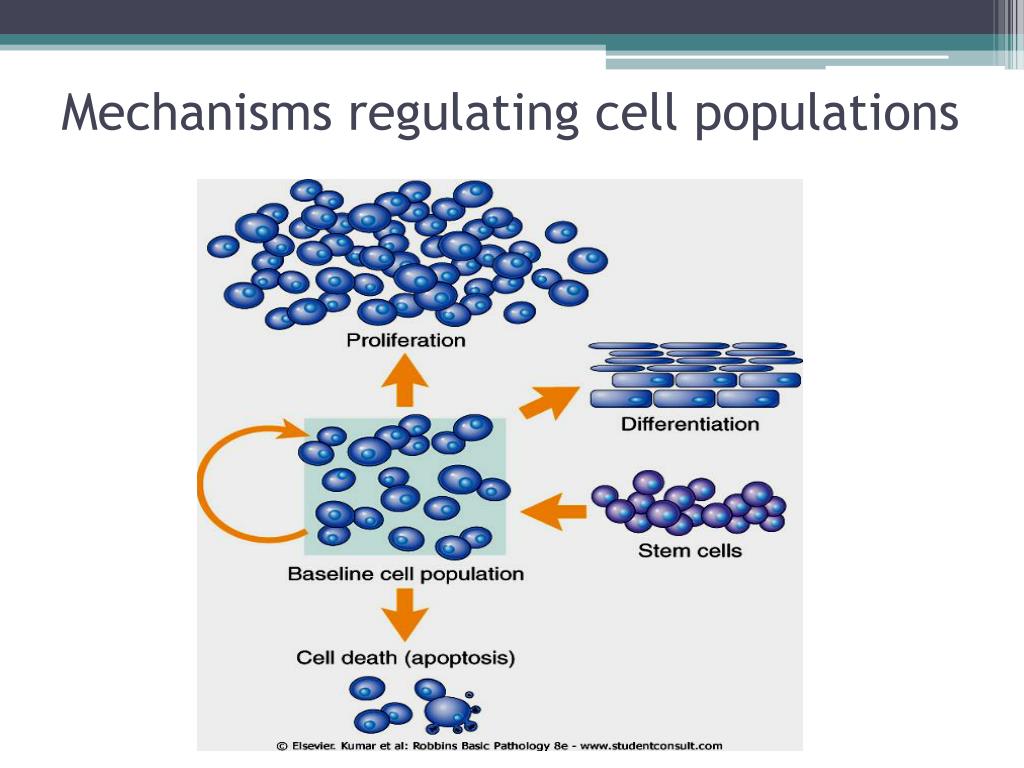 PPT - TISSUE REPAIR; REGENERATION, HEALING, and FIBROSIS PowerPoint ...