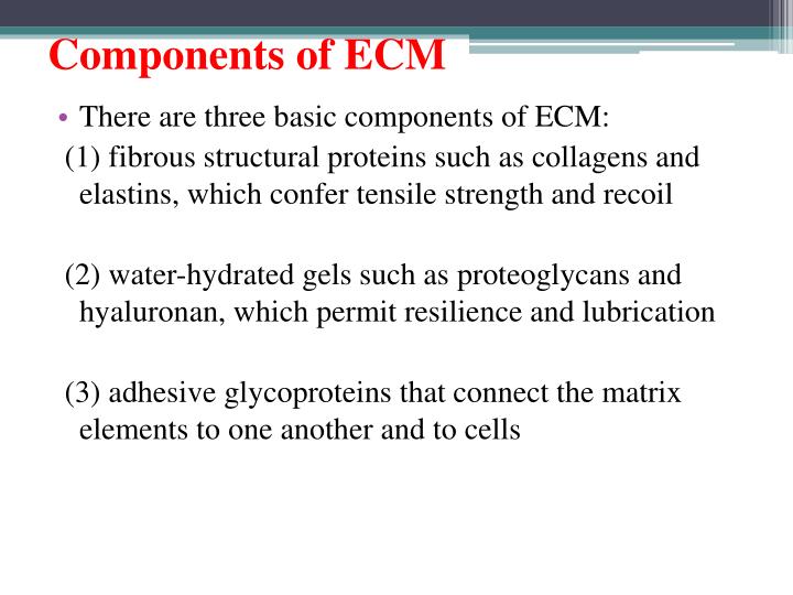 PPT - EXTRACELLULAR MATRIX (ECM) AND CELL-MATRIX INTERACTIONS ...