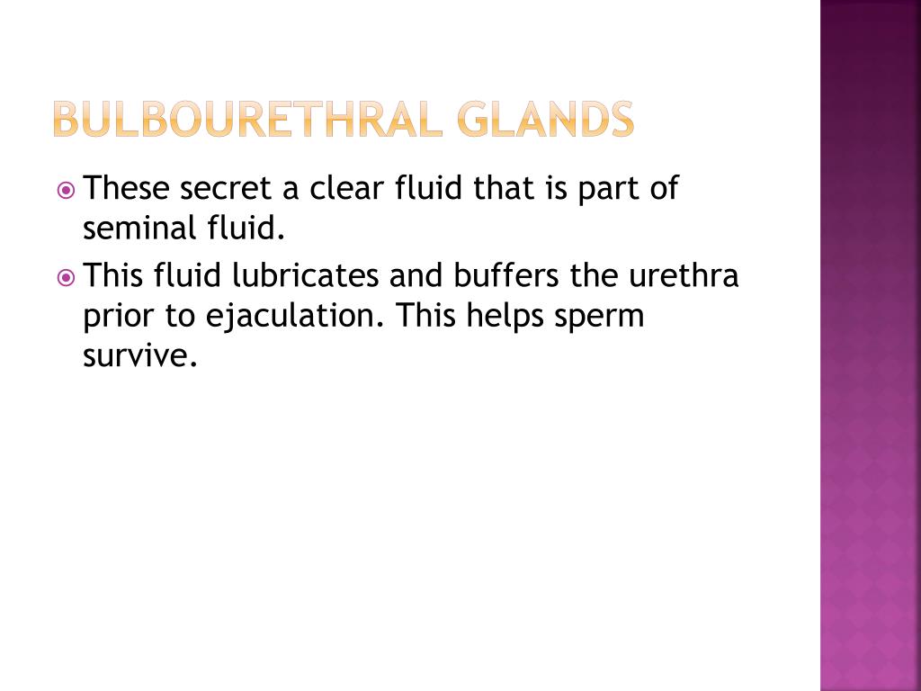 PPT - Male Reproductive Anatomy PowerPoint Presentation, free download ...