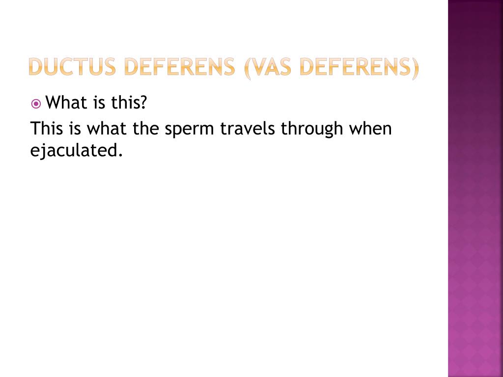 PPT - Male Reproductive Anatomy PowerPoint Presentation, free download ...