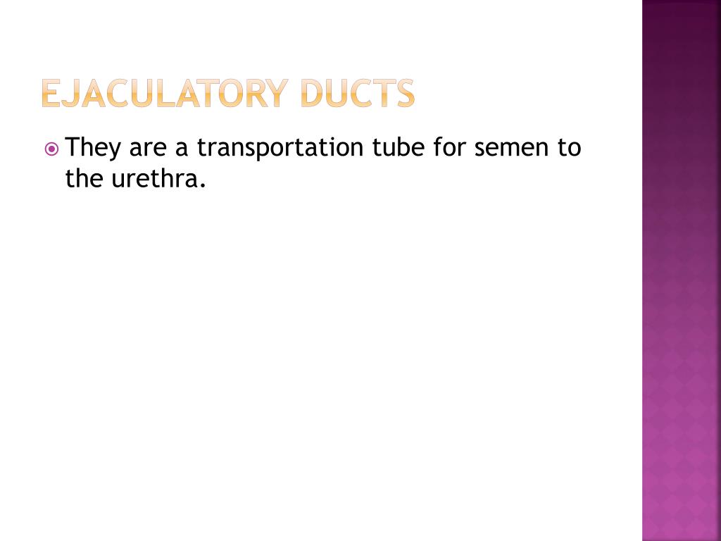 PPT - Male Reproductive Anatomy PowerPoint Presentation, free download ...