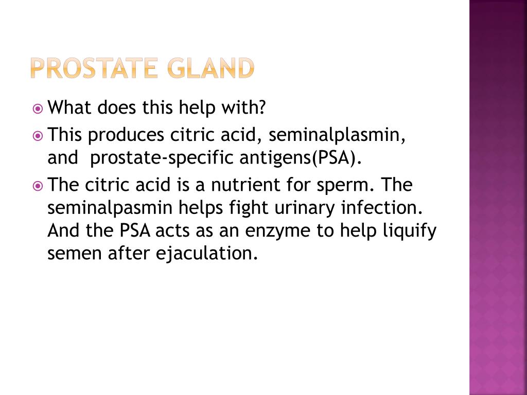 PPT - Male Reproductive Anatomy PowerPoint Presentation, free download ...