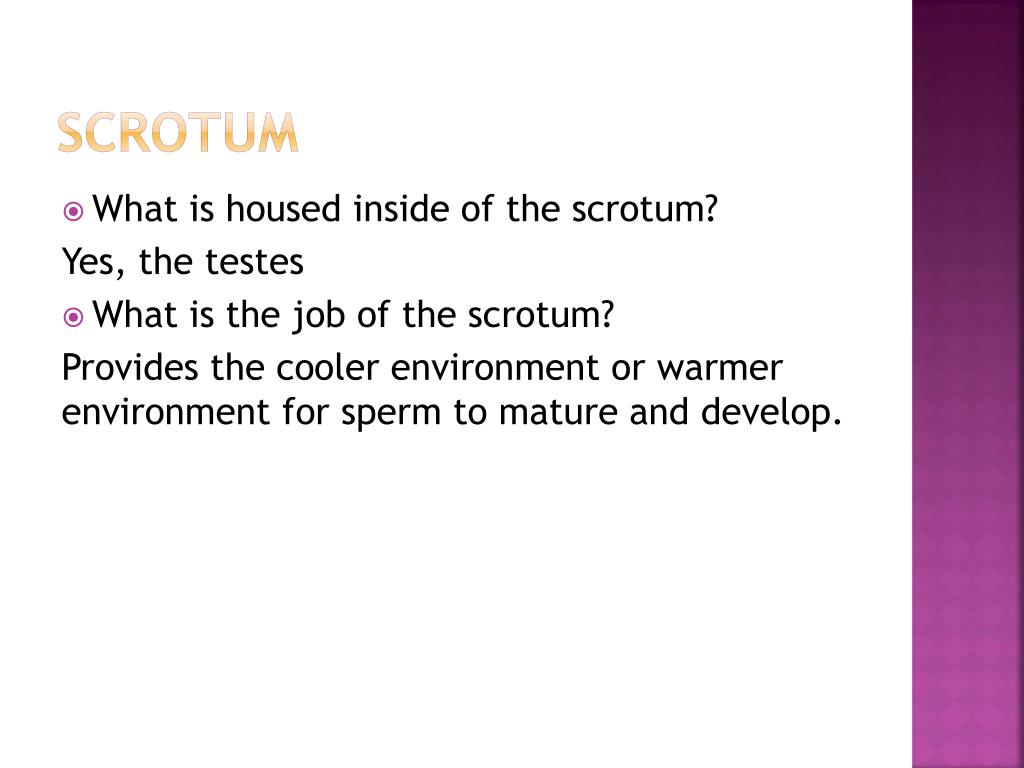 PPT - Male Reproductive Anatomy PowerPoint Presentation, free download ...