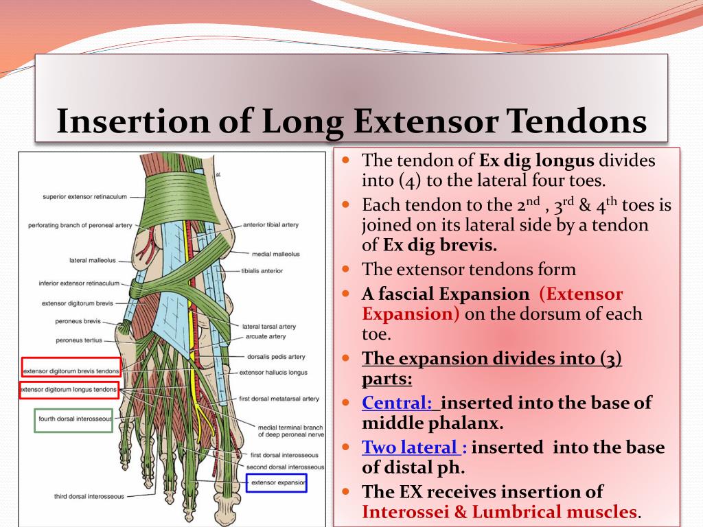 PPT - Anterior, Lateral Compartments of the Leg & Dorsum of the Foot ...