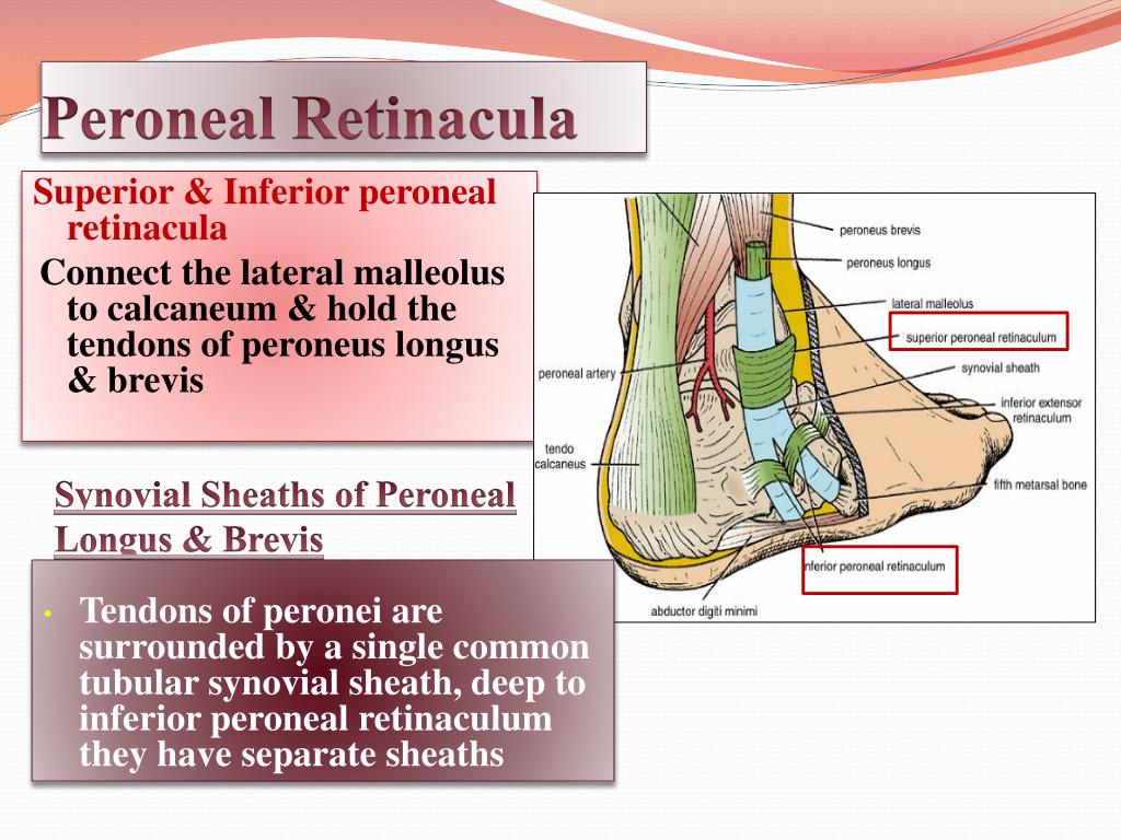 PPT - Anterior, Lateral Compartments of the Leg & Dorsum of the Foot ...