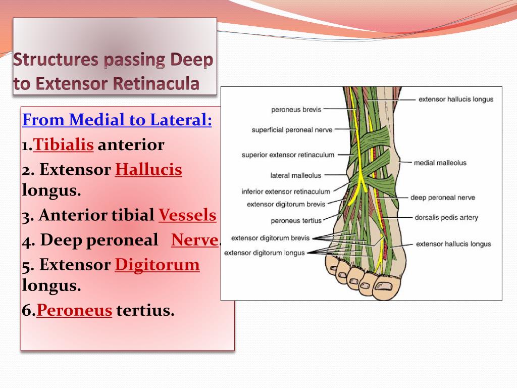 PPT - Anterior, Lateral Compartments of the Leg & Dorsum of the Foot ...