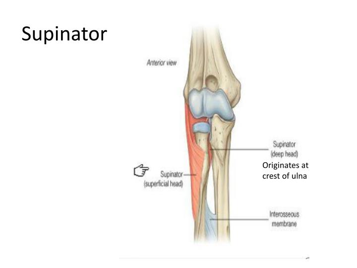 PPT - Deep muscles of the Posterior Forearm PowerPoint Presentation ...
