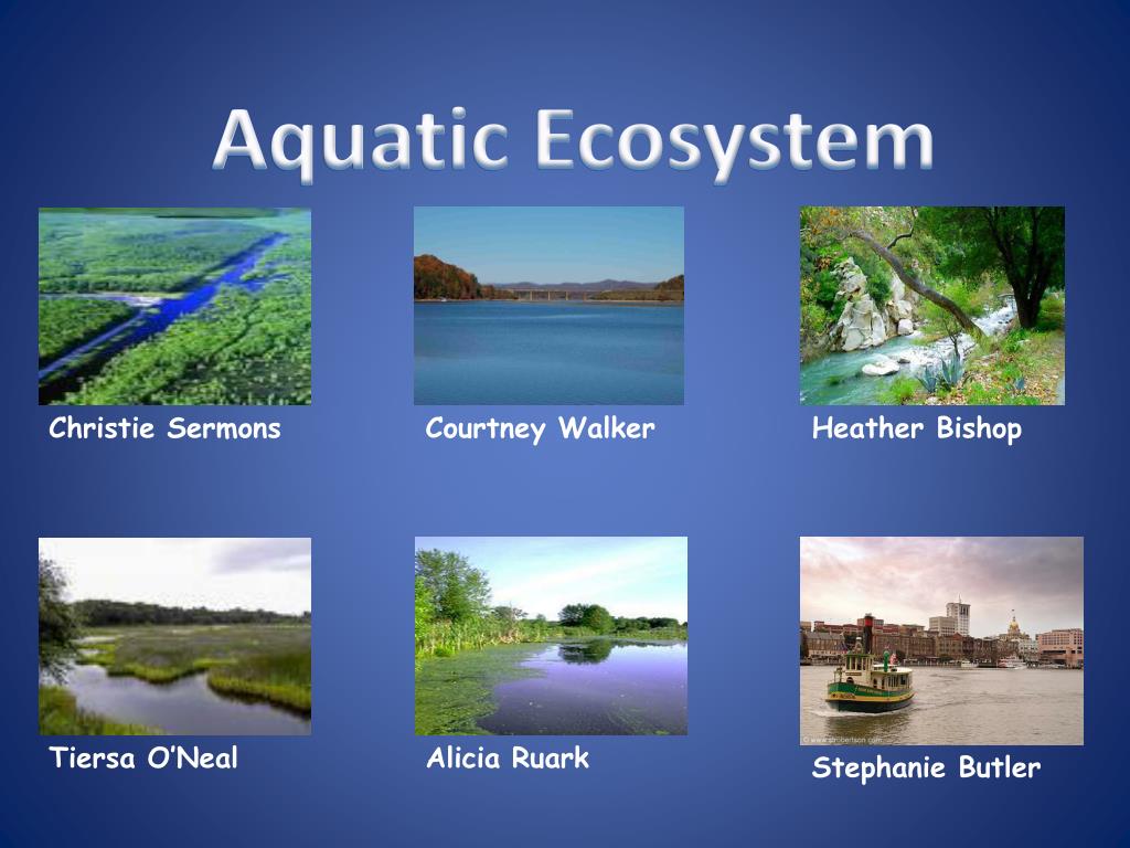 Aquatic Ecosystem Definition Structure Functions And - vrogue.co Aquatic Ecosystem Definition Structure Functions And - vrogue.co