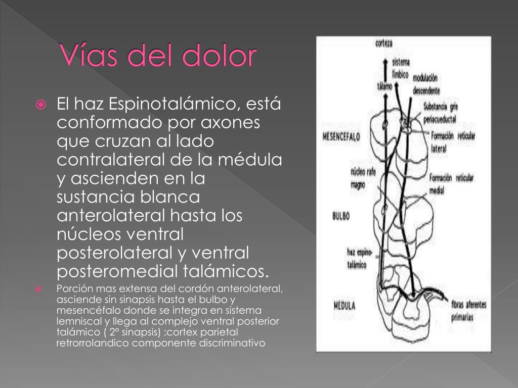 PPT - FISIOPATOLOGIA DEL DOLOR PowerPoint Presentation, free download ...