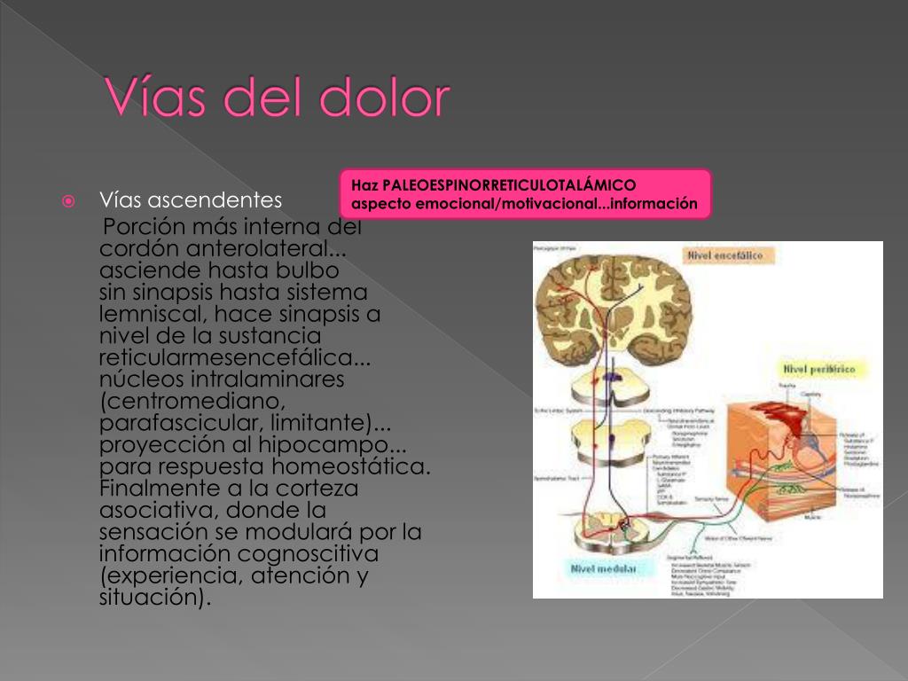 PPT - FISIOPATOLOGIA DEL DOLOR PowerPoint Presentation, free download ...