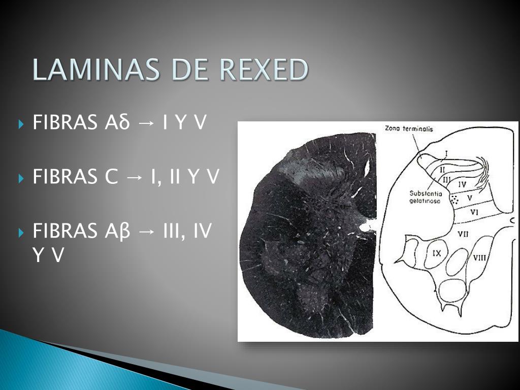PPT - SINTIENDO EL DOLOR Y APRENDIENDO DE NOCICEPCION …. PowerPoint ...