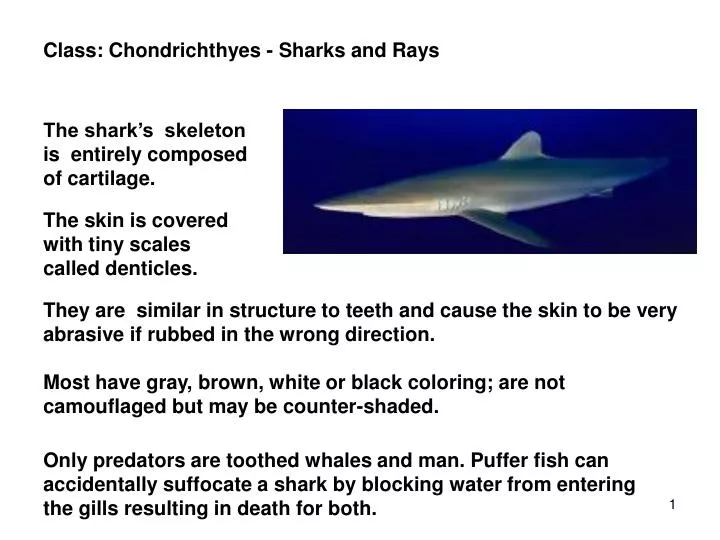PPT - Class : Chondrichthyes - Sharks and Rays PowerPoint Presentation ...