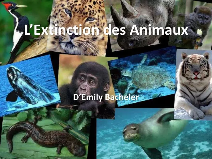 PPT - L’Extinction des Animaux PowerPoint Presentation, free download ...