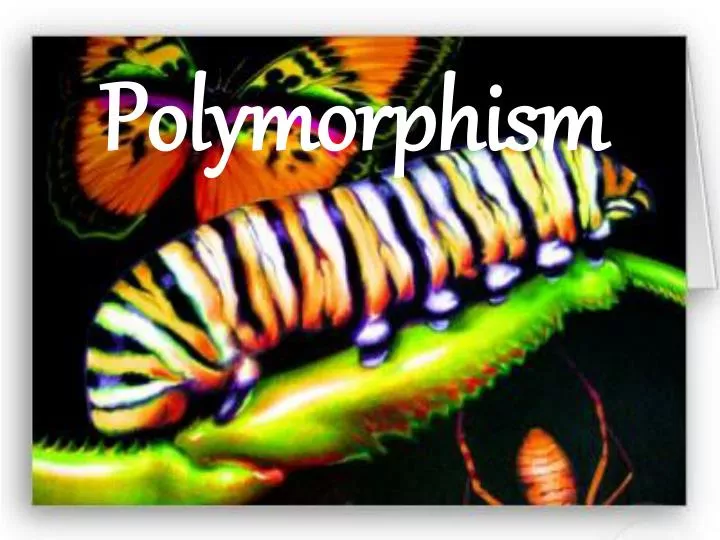 PPT - Polymorphism PowerPoint Presentation, free download - ID:2218770