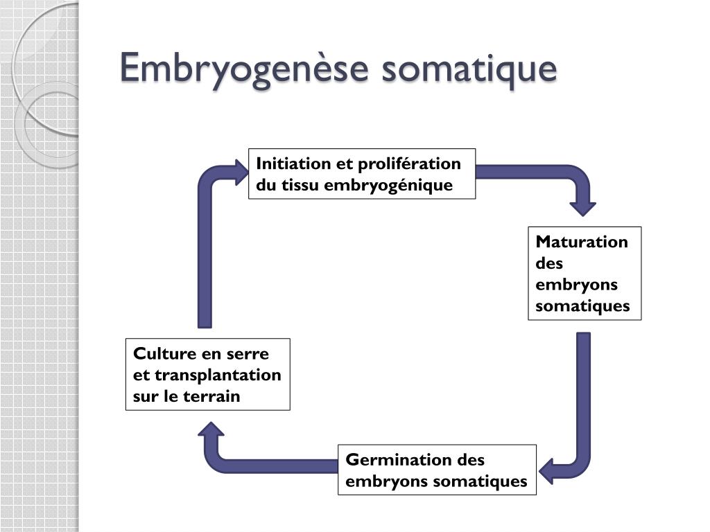 PPT - L’embryogenèse somatique PowerPoint Presentation, free download ...
