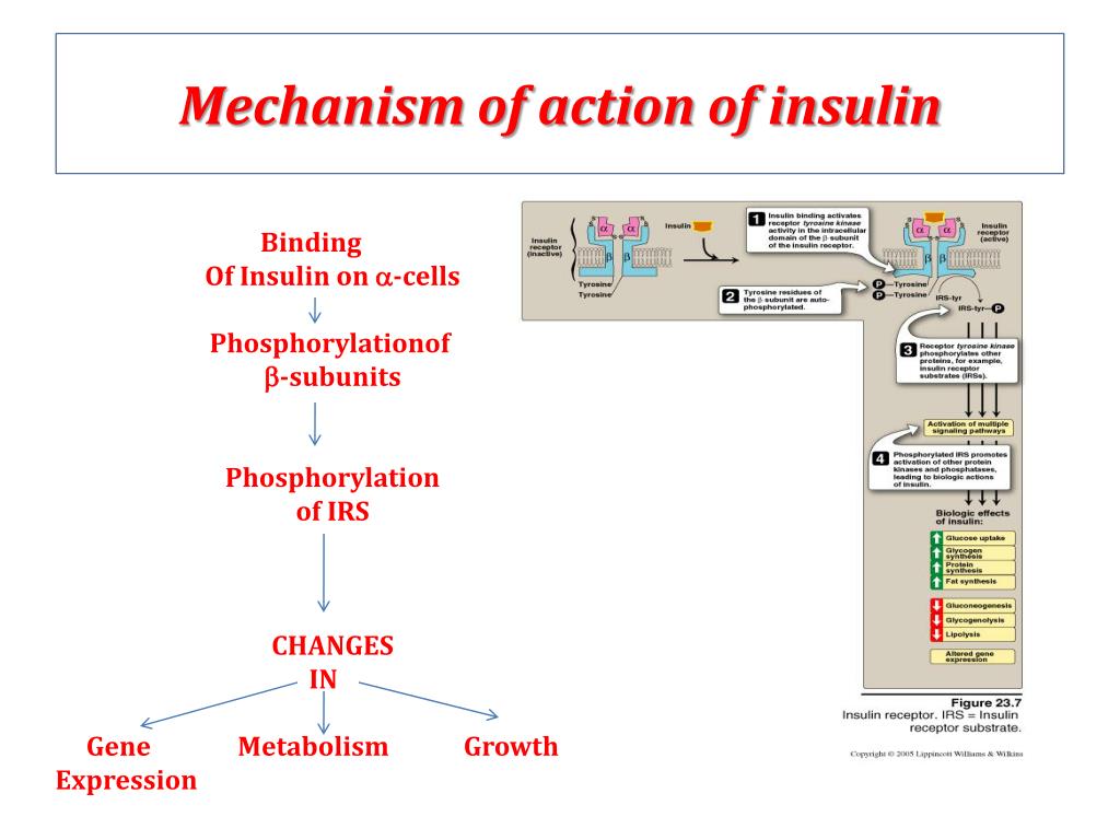 Human Insulin Injection Mechanism Of Action at Erica Laforge blog Human Insulin Injection Mechanism Of Action at Erica Laforge blog