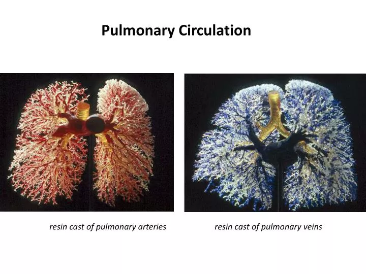 PPT - resin cast of pulmonary arteries resin cast of pulmonary veins ...