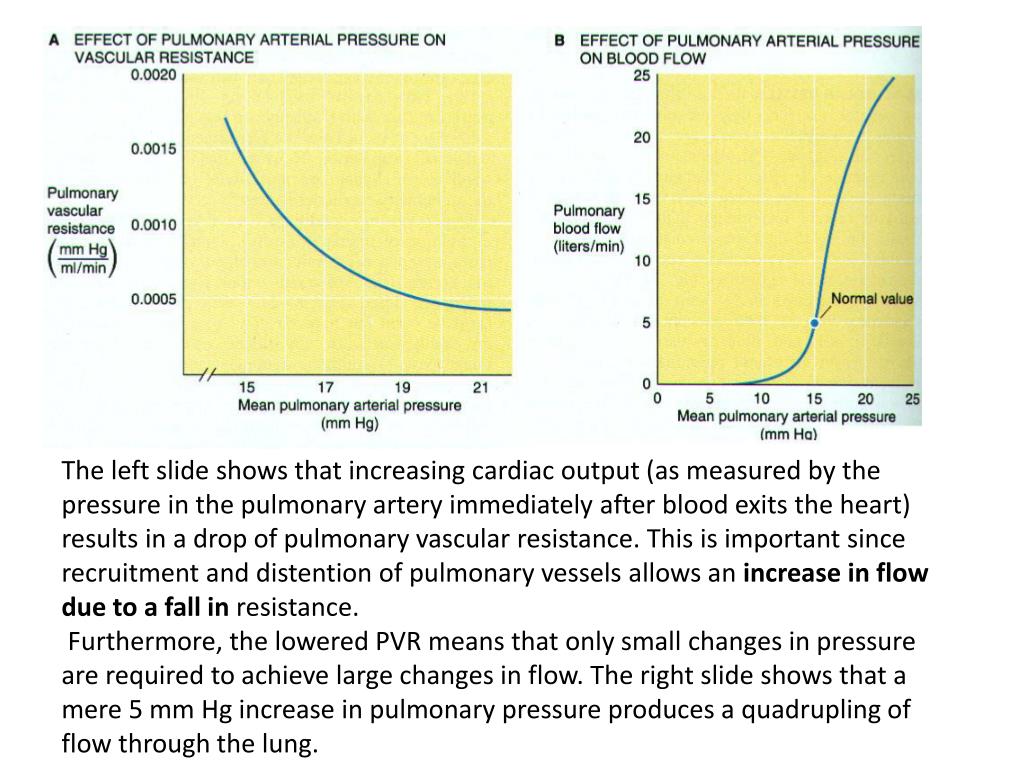 PPT - resin cast of pulmonary arteries resin cast of pulmonary veins ...