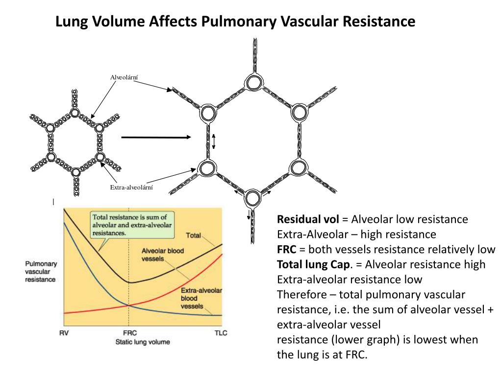 PPT - resin cast of pulmonary arteries resin cast of pulmonary veins ...