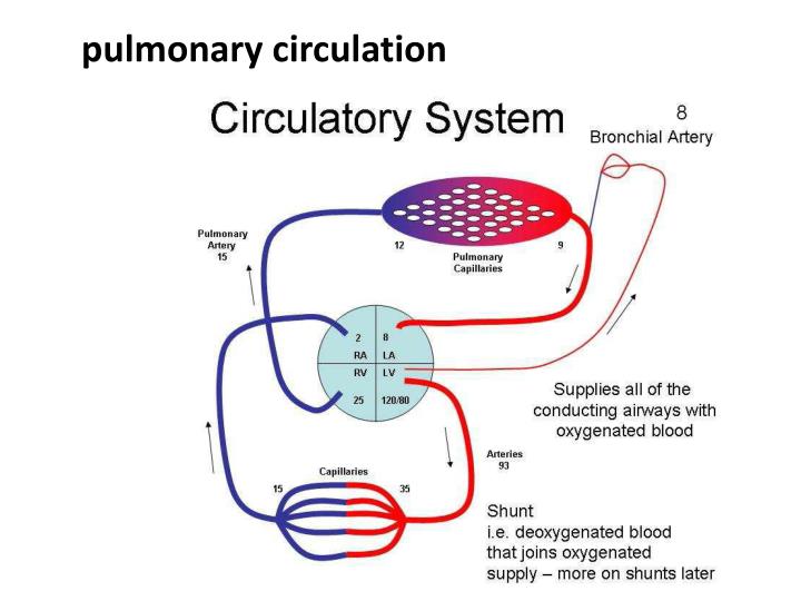 PPT - resin cast of pulmonary arteries resin cast of pulmonary veins ...