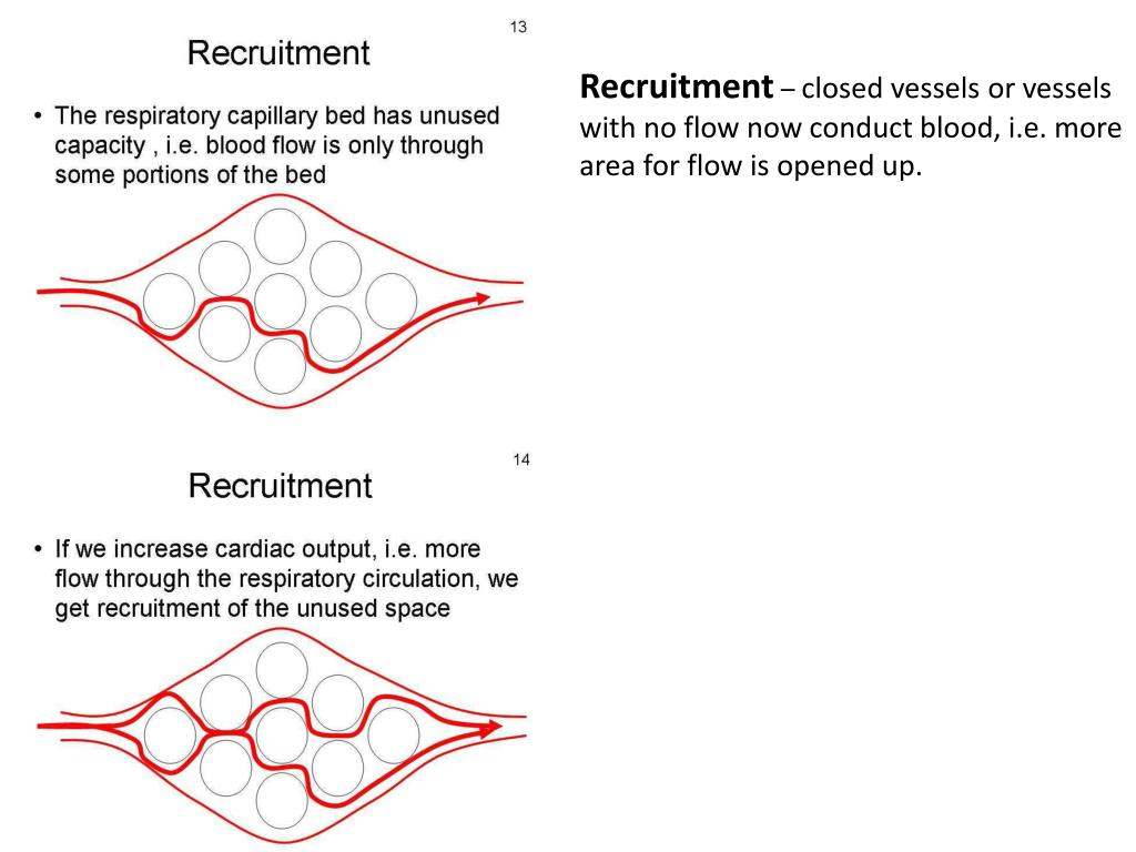 PPT - resin cast of pulmonary arteries resin cast of pulmonary veins ...