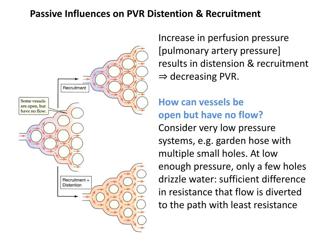 PPT - resin cast of pulmonary arteries resin cast of pulmonary veins ...