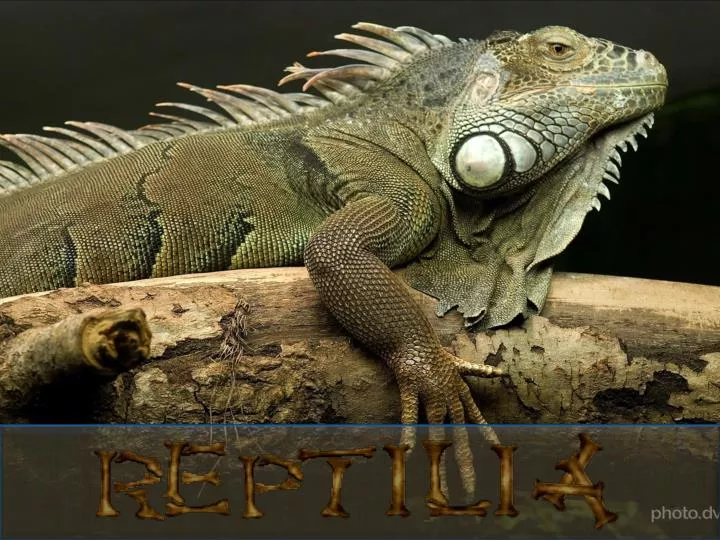 PPT - What is a Reptile? PowerPoint Presentation, free download - ID ...