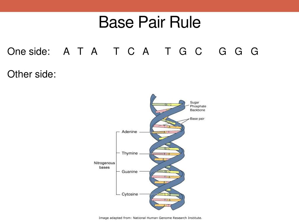 PPT DNA And Replication PowerPoint Presentation Free Download ID
