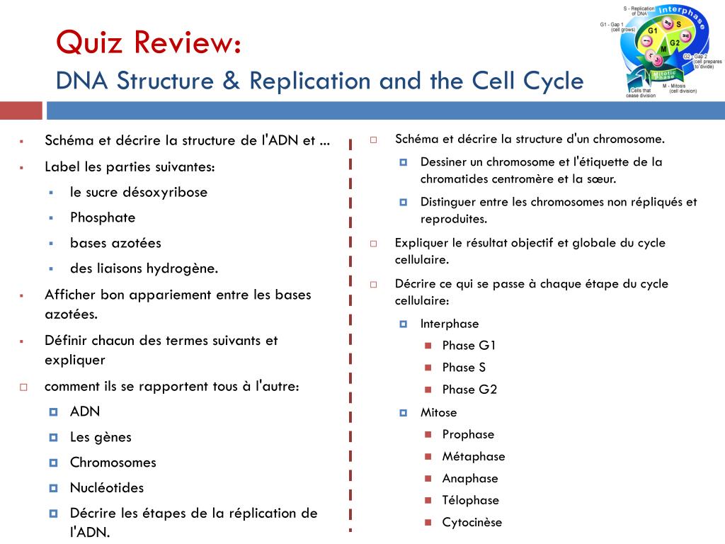 PPT - Le cycle cellulaire et la mitose Pour être traduits en français ...