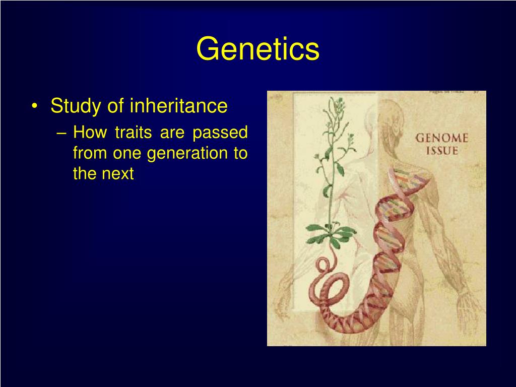 Ppt The Cellular And Molecular Basis Of Inheritance Powerpoint